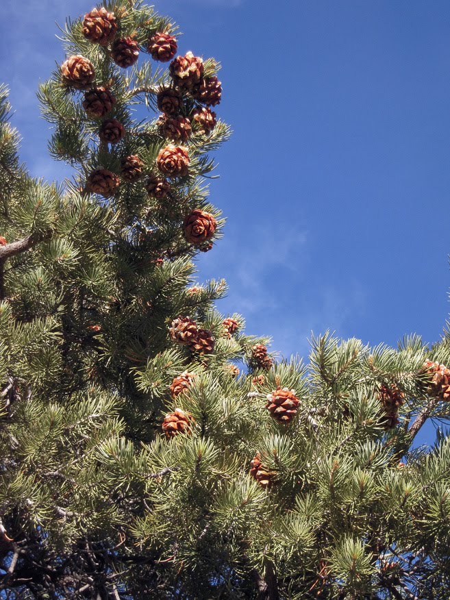 Offroading Home: Pinyon Nuts