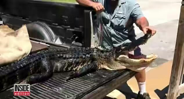 10yr old girl fought off a 9ft alligator by sticking her fingers in its ...