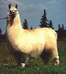 Llama