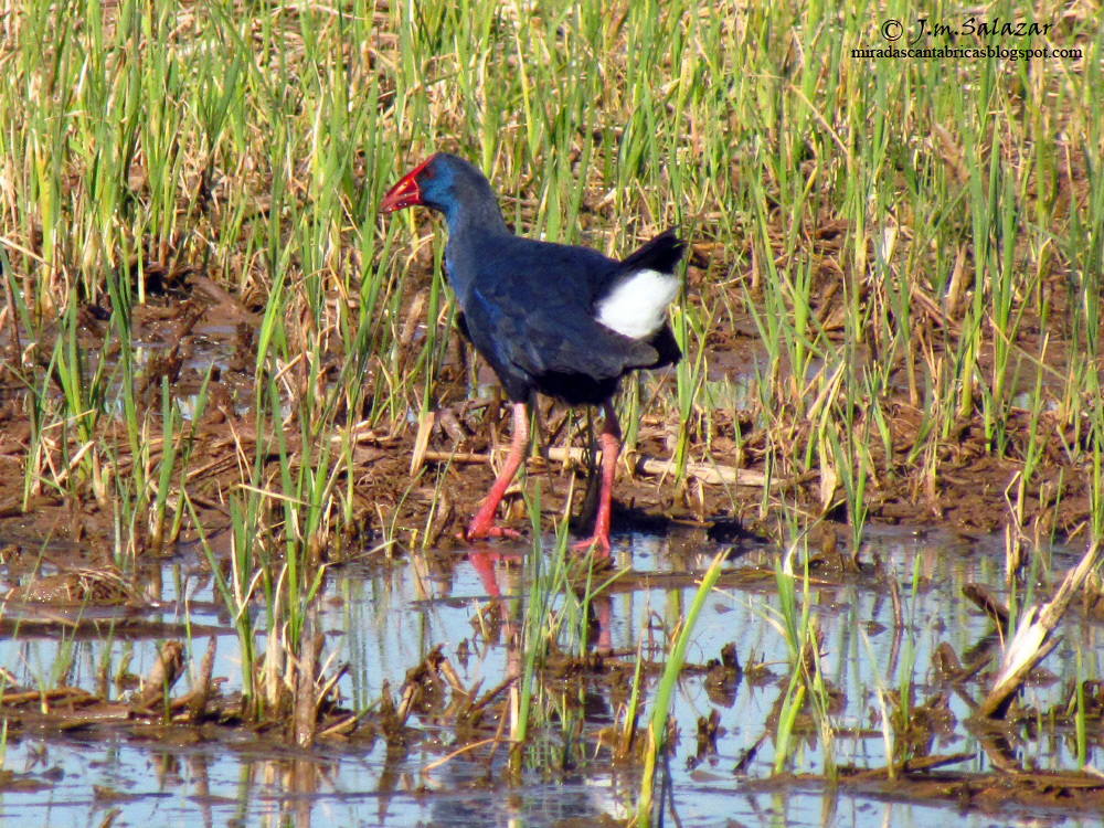 Miradas Cantábricas: El Calamón común