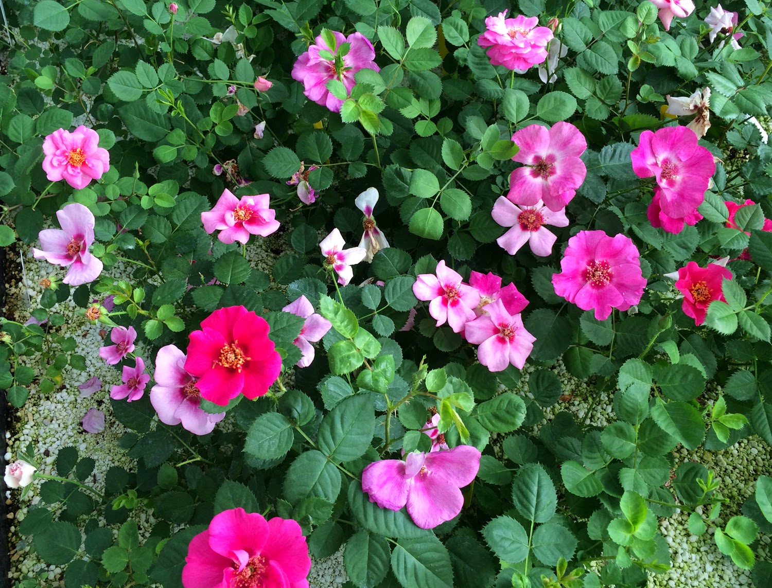 Rose Hybridizing: Random 2015 Seedlings