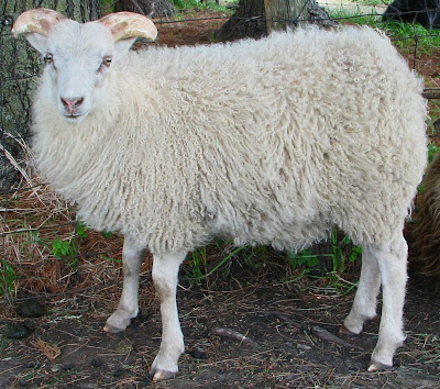 Red Brick Road Farm Icelandic Sheep & Wool