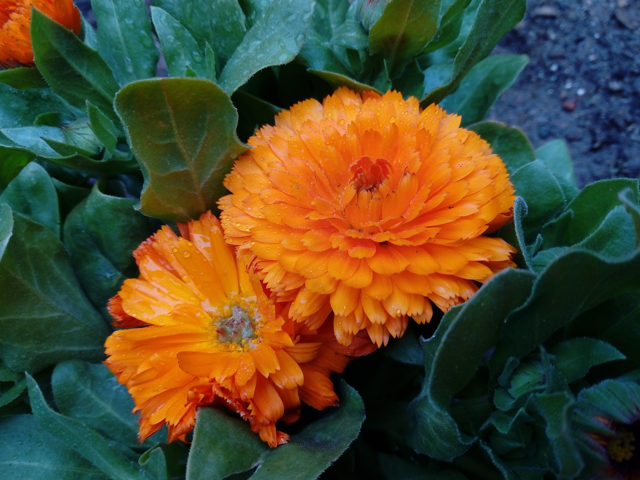 Calendula officinalis L.