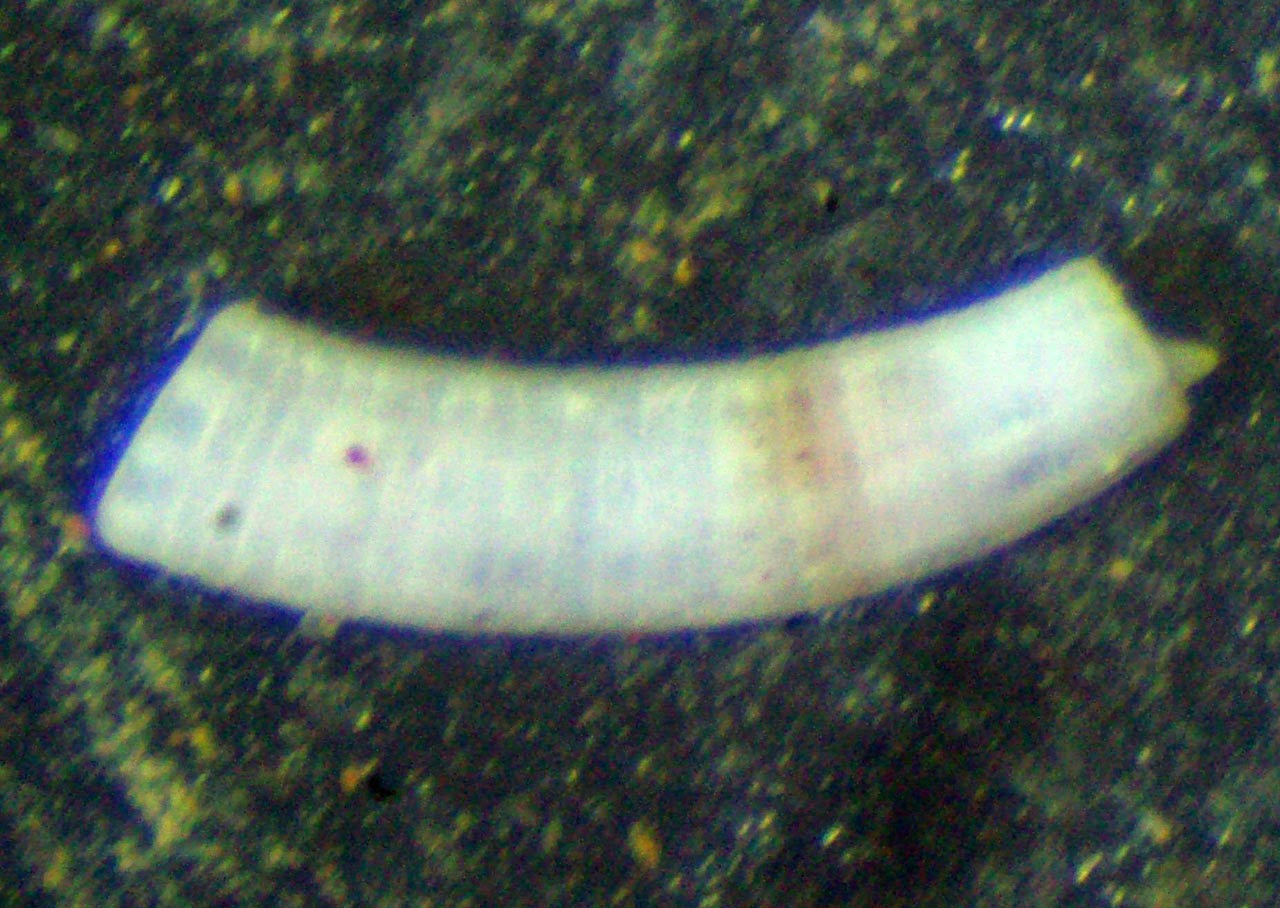 Louisville Fossils and Beyond: 09/01/2014 - 10/01/2014