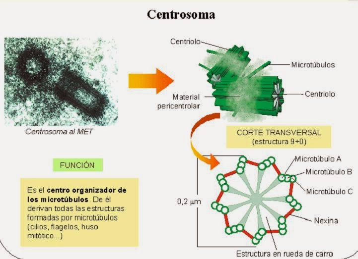 Blog de Biología: enero 2014