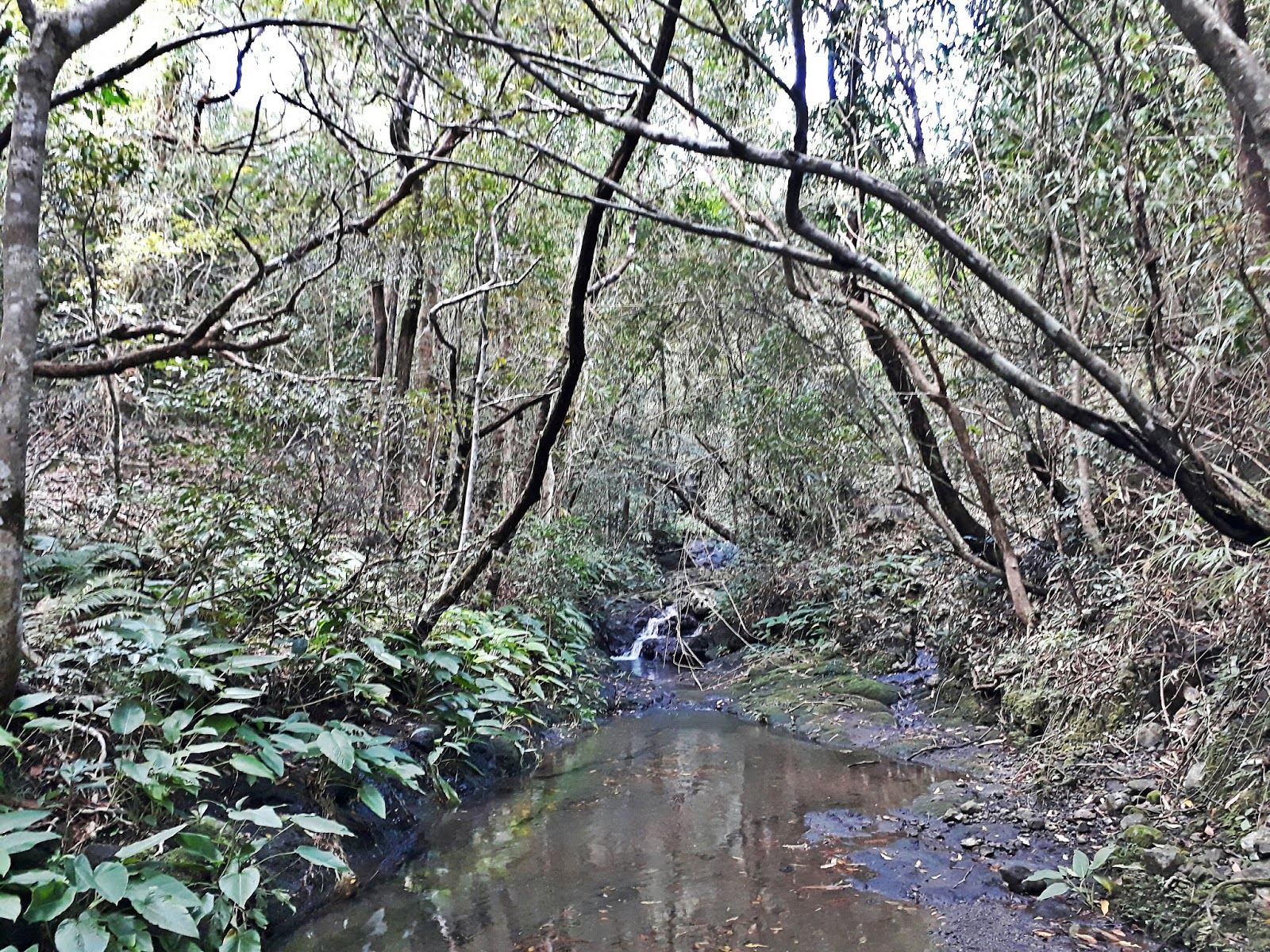 Travel with Life: Mt. Opao, Igbaras, Iloilo