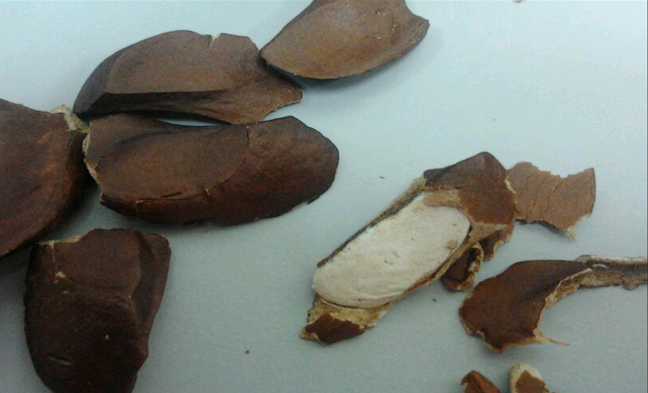 KHASIAT BUAH TUNJUK LANGIT (SKY FRUIT)/MAHOGANY: PENGENALAN BUAH TUNJUK ...