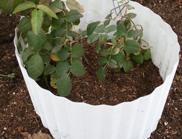 The Flower Bin: Getting your roses ready for winter.