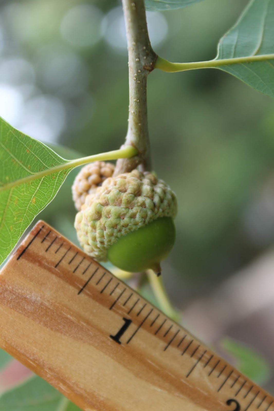 Centenary College Arboretum: Tree of the Week: Overcup Oak (Quercus lyrata)