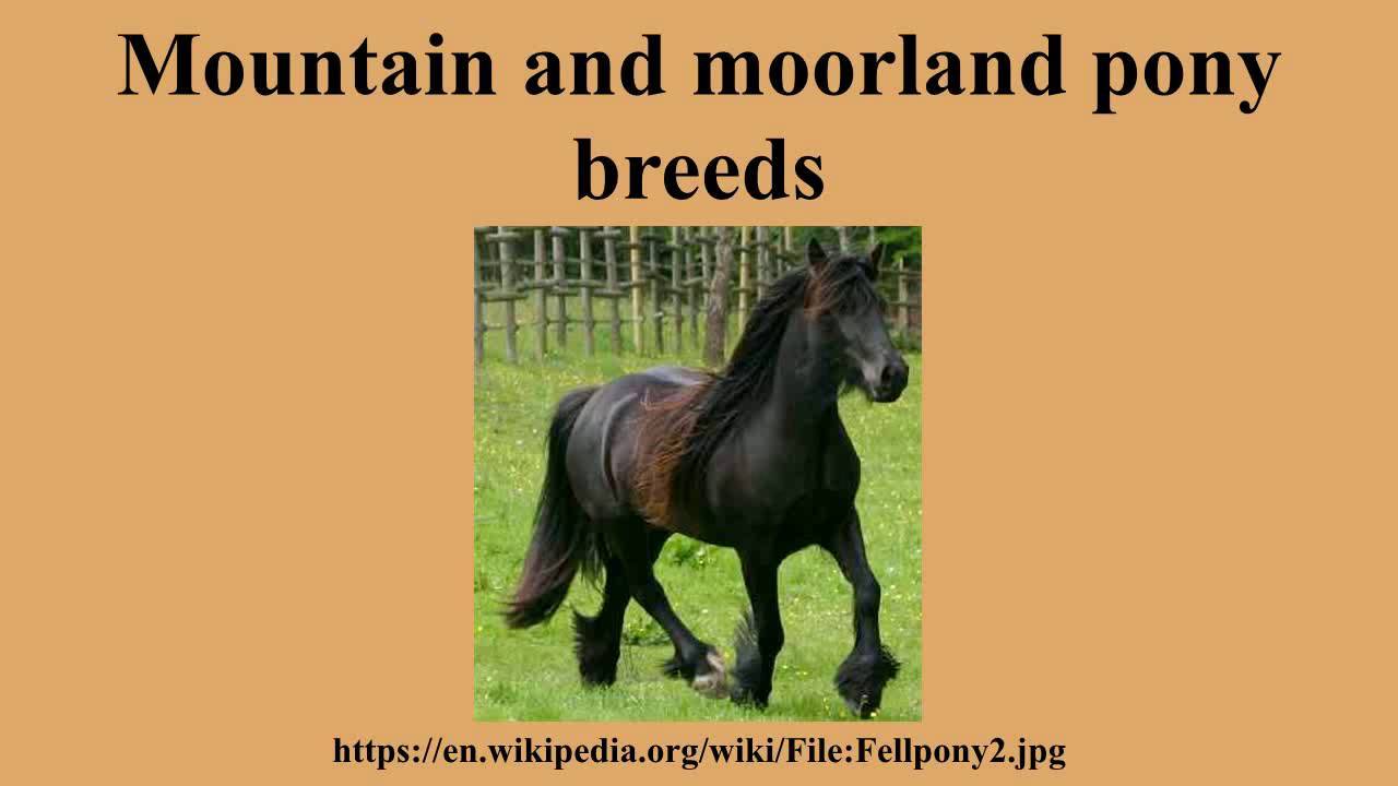 Mountain and moorland pony breeds