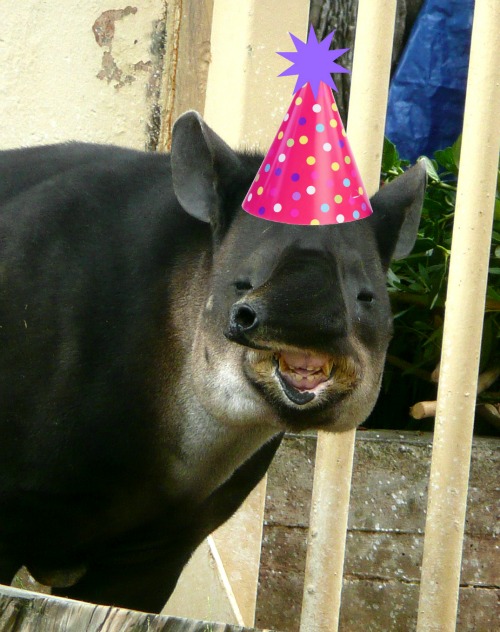 i am NOT an anteater!: Happy Birthday Goober! - Bairds Tapir Bday!