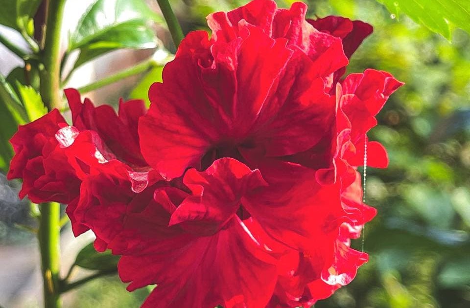 Bunga Raya Kelopak Kepok Kepok | Blog Sihatimerahjambu