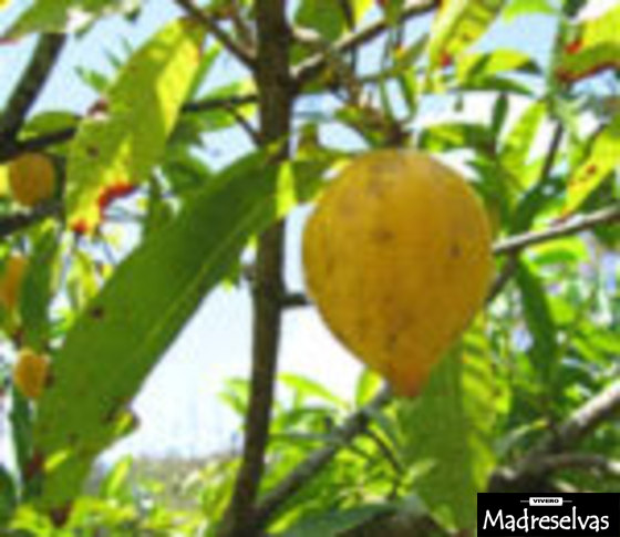 BIODIVERSIDAD COLOMBIANA: Flora en vía de extinción
