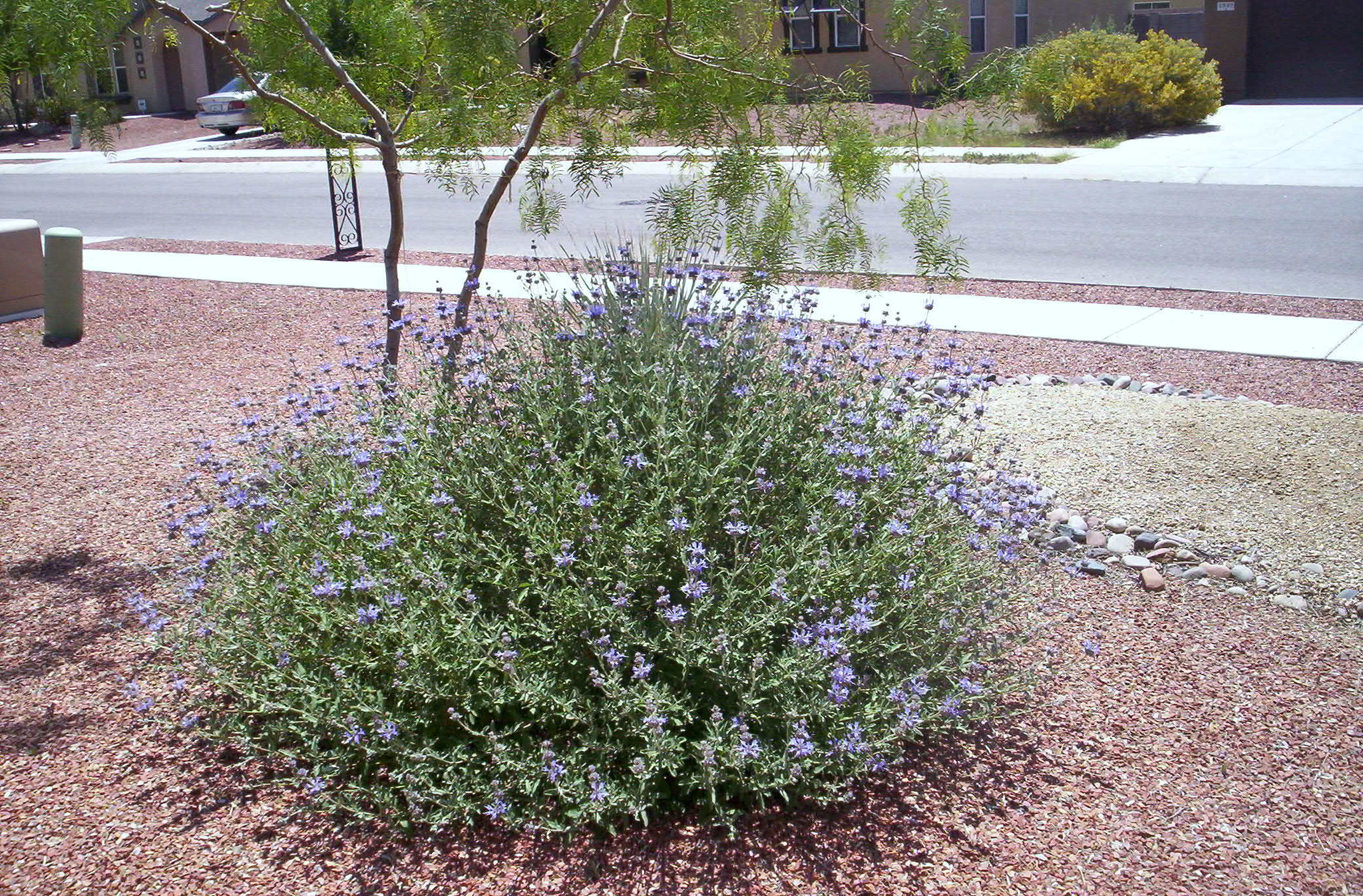 Salvia clevelandii - Fragrant sage - Cleveland sage care and culture ...