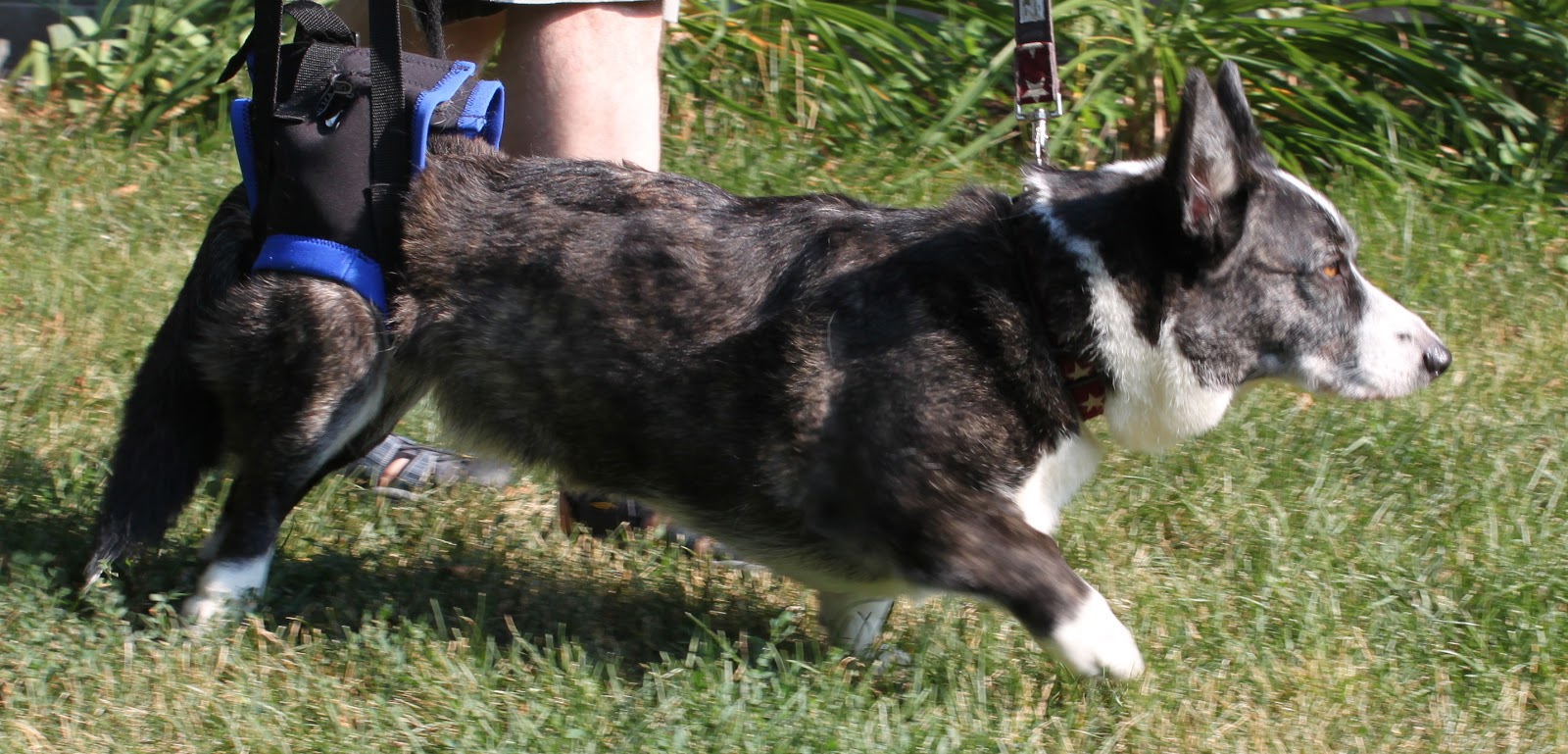 wags n woofs: Ziggy the Cardigan Corgi IVDD 1 year anniversary