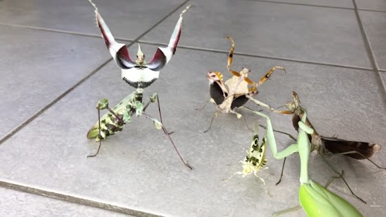 Gotham Knights Trailer