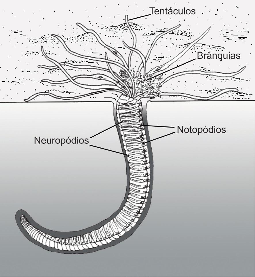 BIOLOGIA PARA A VIDA : FILO ANELÍDEOS