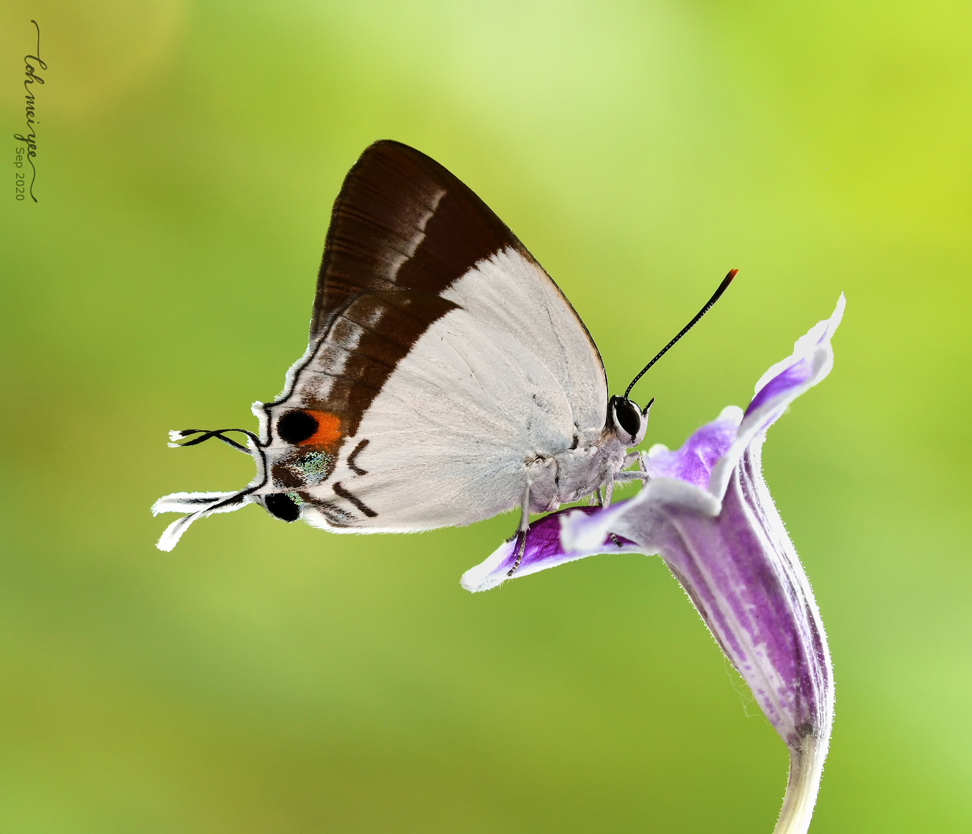 Butterflies of Singapore: Sep 26, 2021