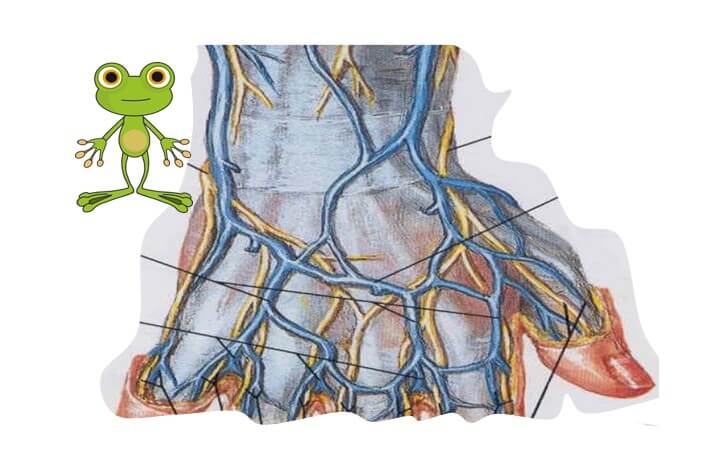 [SOP] Cara dan Prosedur Pemasangan Infus • Laman 2 dari 4 • Positif62