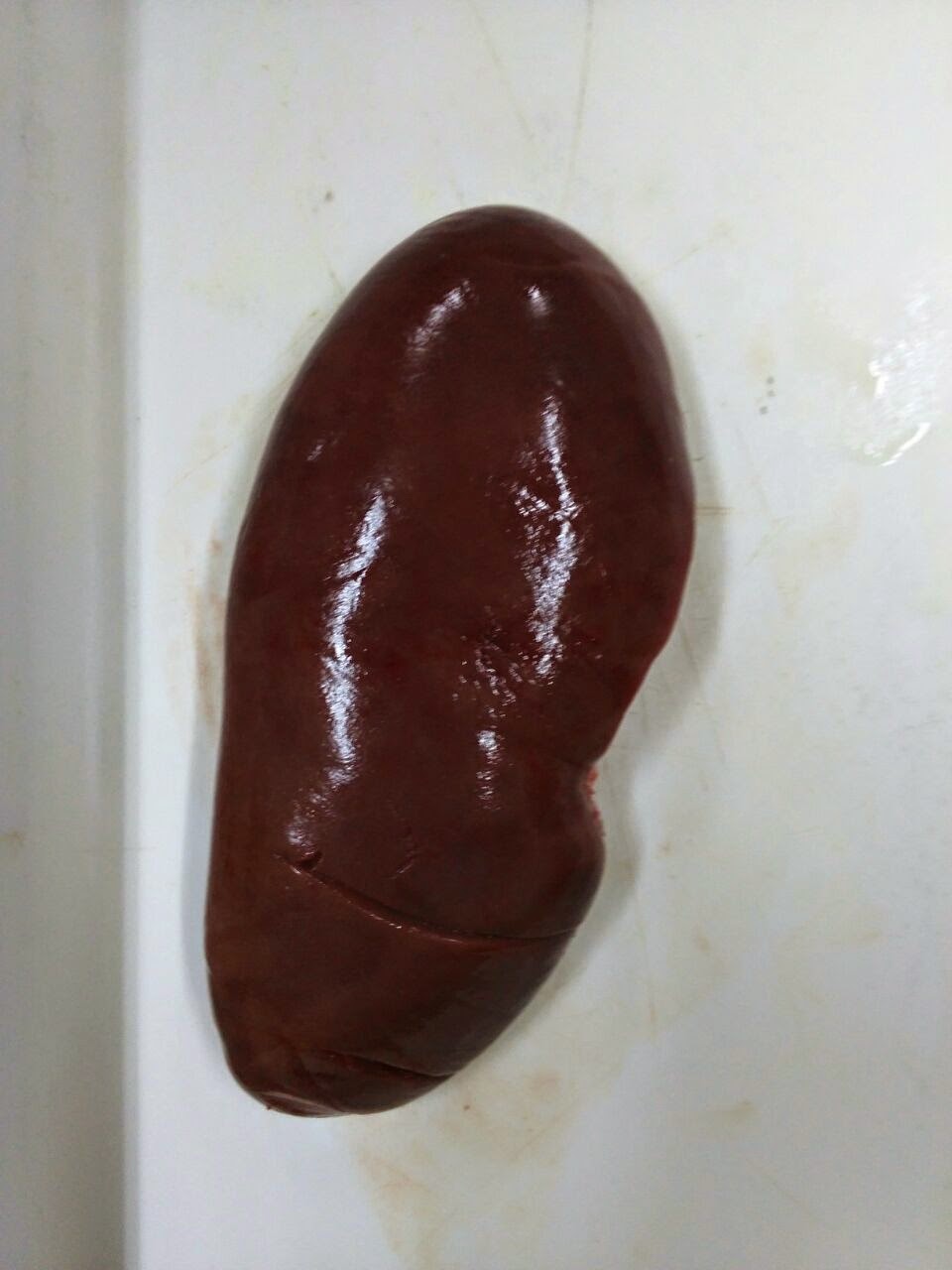 Biología aplicada - 4º A - 5: Disección de riñon de cordero y cerdo