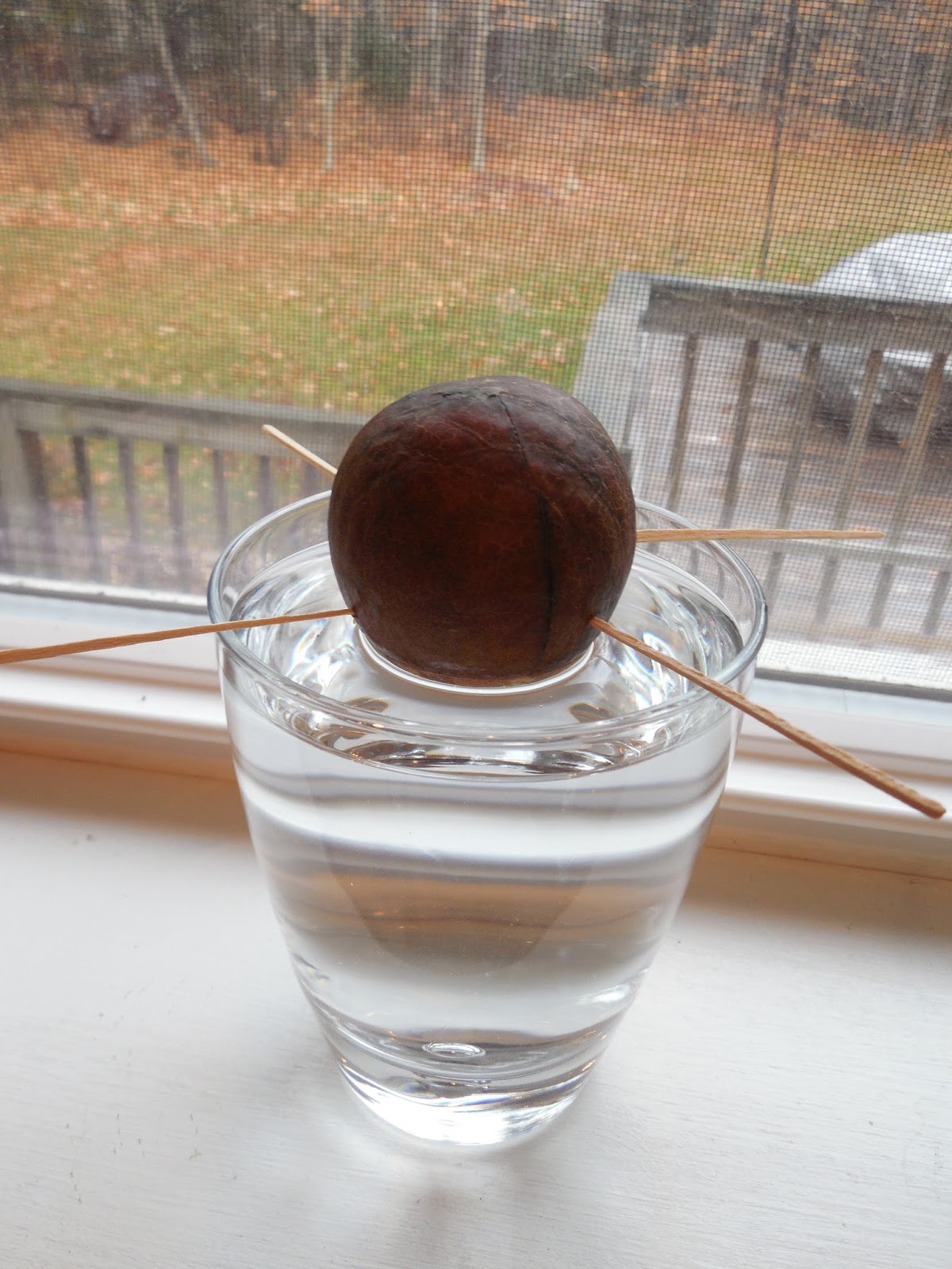 Share it! Science : Saturday Science Experiment: Grow an Avocado!