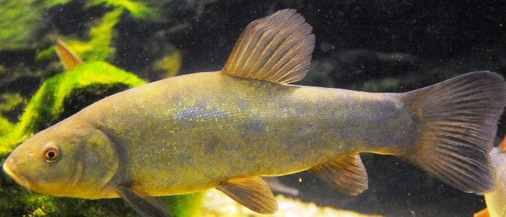 PESCARUL SINGURATIC: Linul