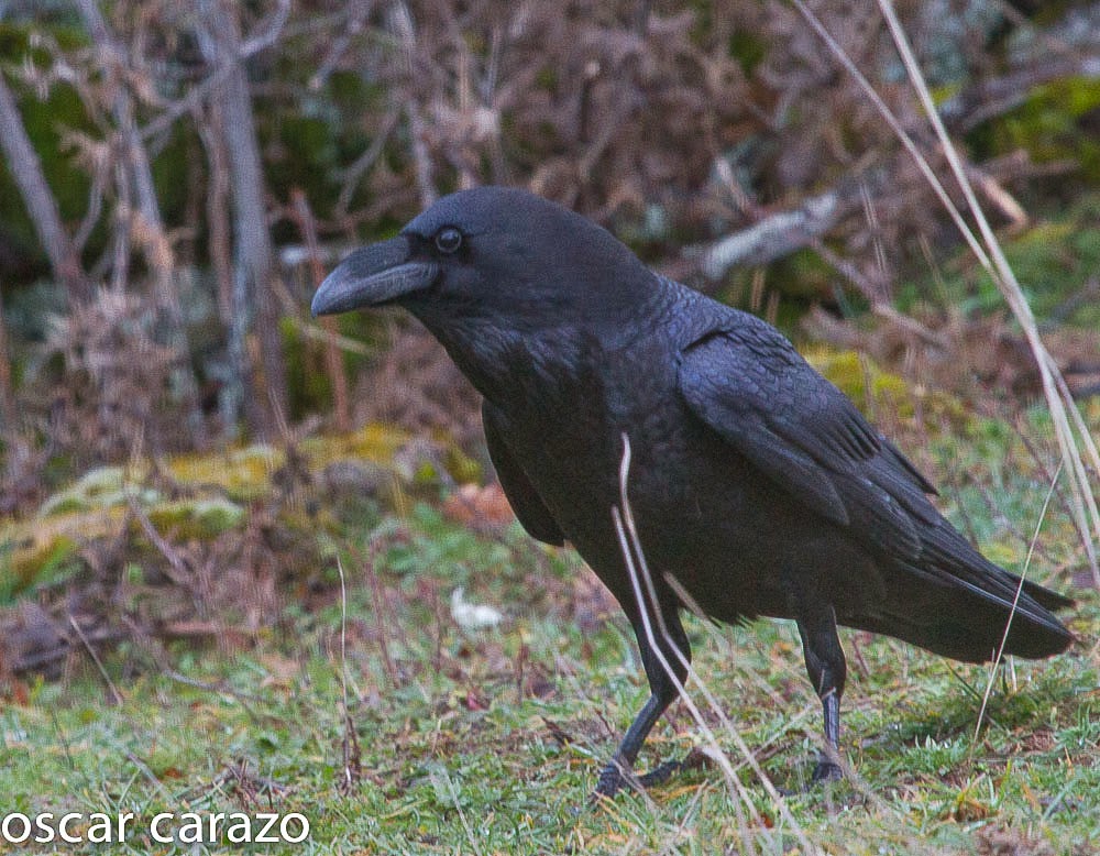 AVESANTURTZI: PARQUE REGIONAL DE LOS PICOS DE EUROPA:CORVIDOS