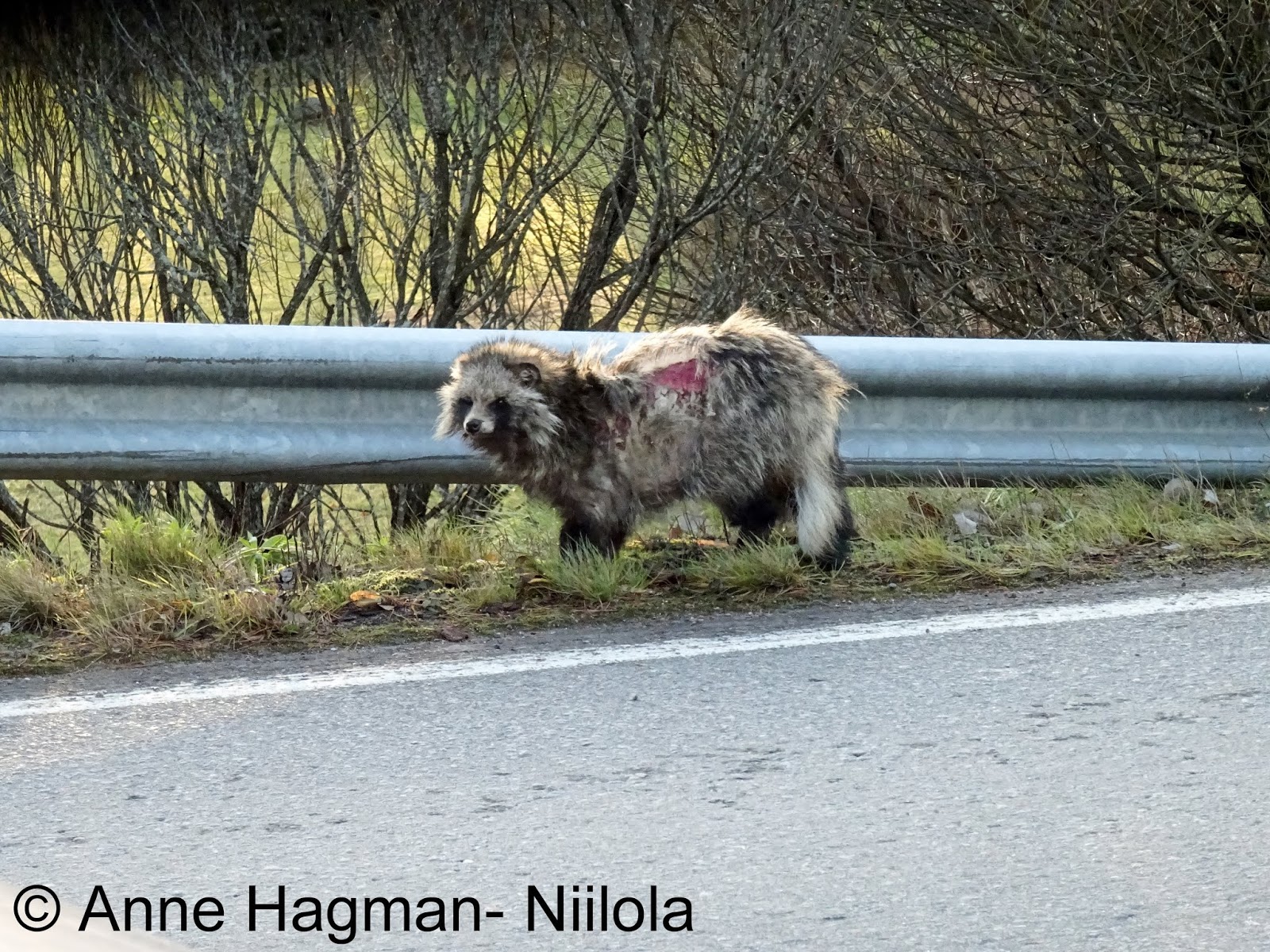 Annen jutut: SUPIKOIRA (Nyctereutes procyonoides)