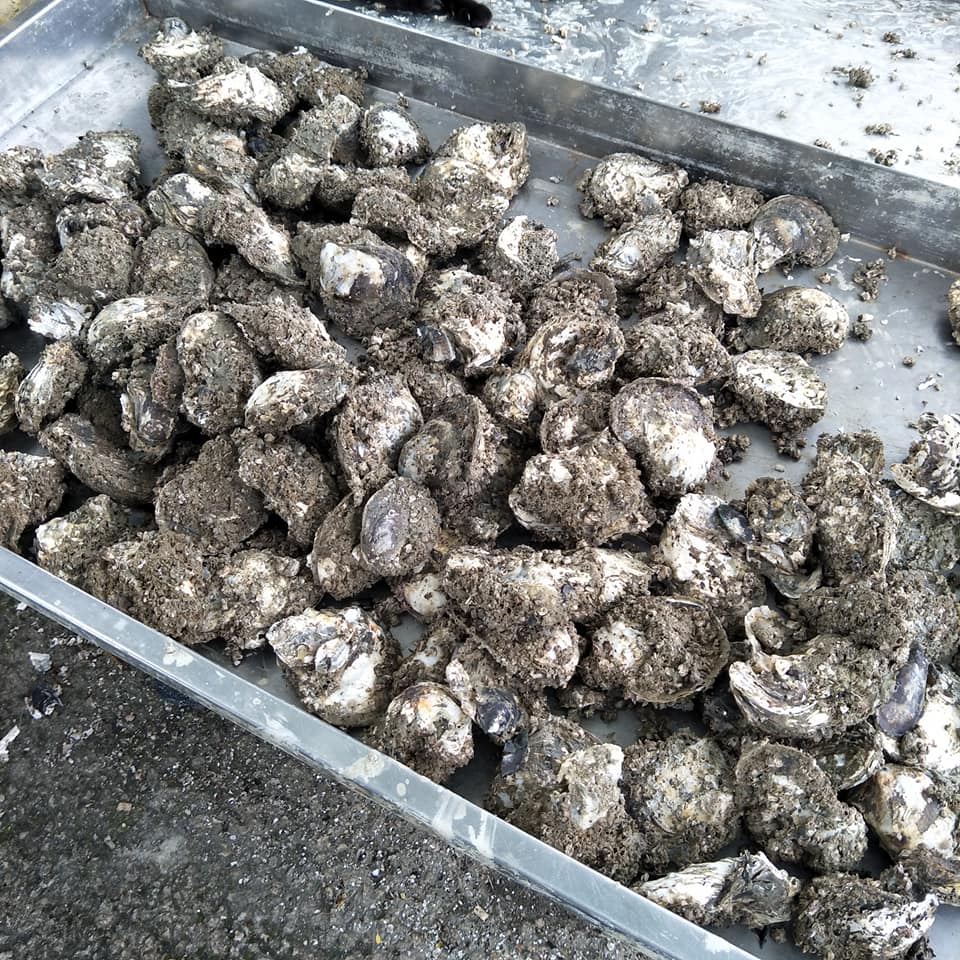 MAKAN OYSTER DI TIRAM MUAR OYSTER