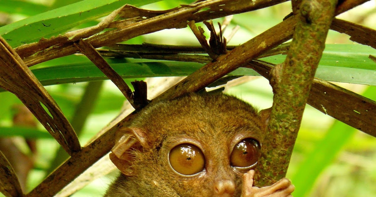 Salvemos Animales: El Tarsero Filipino