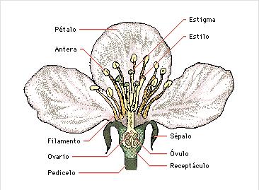 Biologìa: Las angiospermas: verticilos florales de las angiospermas