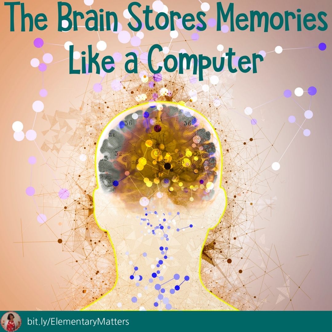 Elementary Matters: Brain myths: Fact or Fiction?