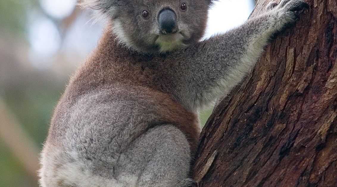 running masters: Stroking the Koala