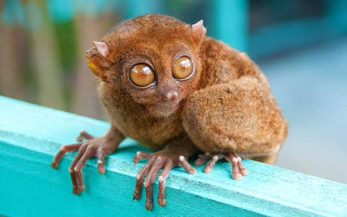 Animales exoticos: Tarsio