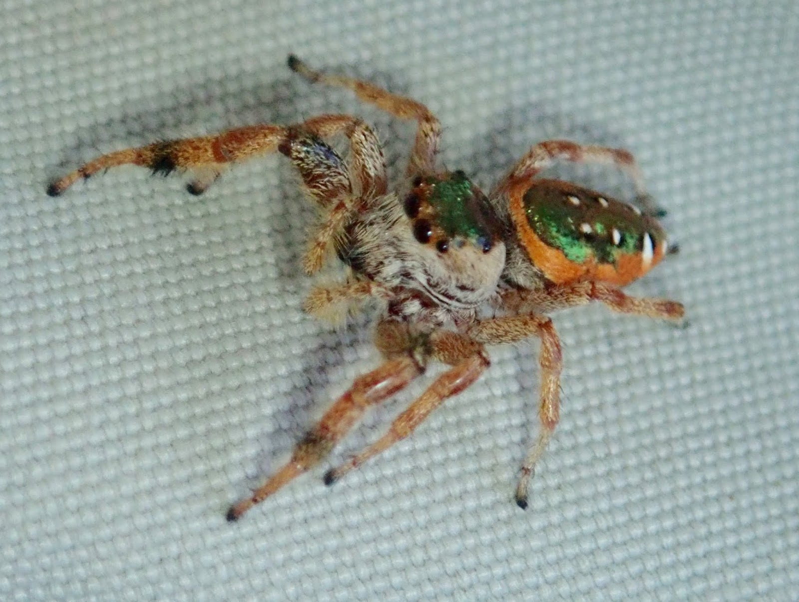 Springfield Plateau: Golden Jumping Spider