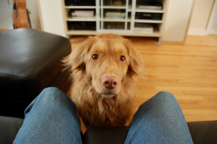 Attention Hog. - Training Dog