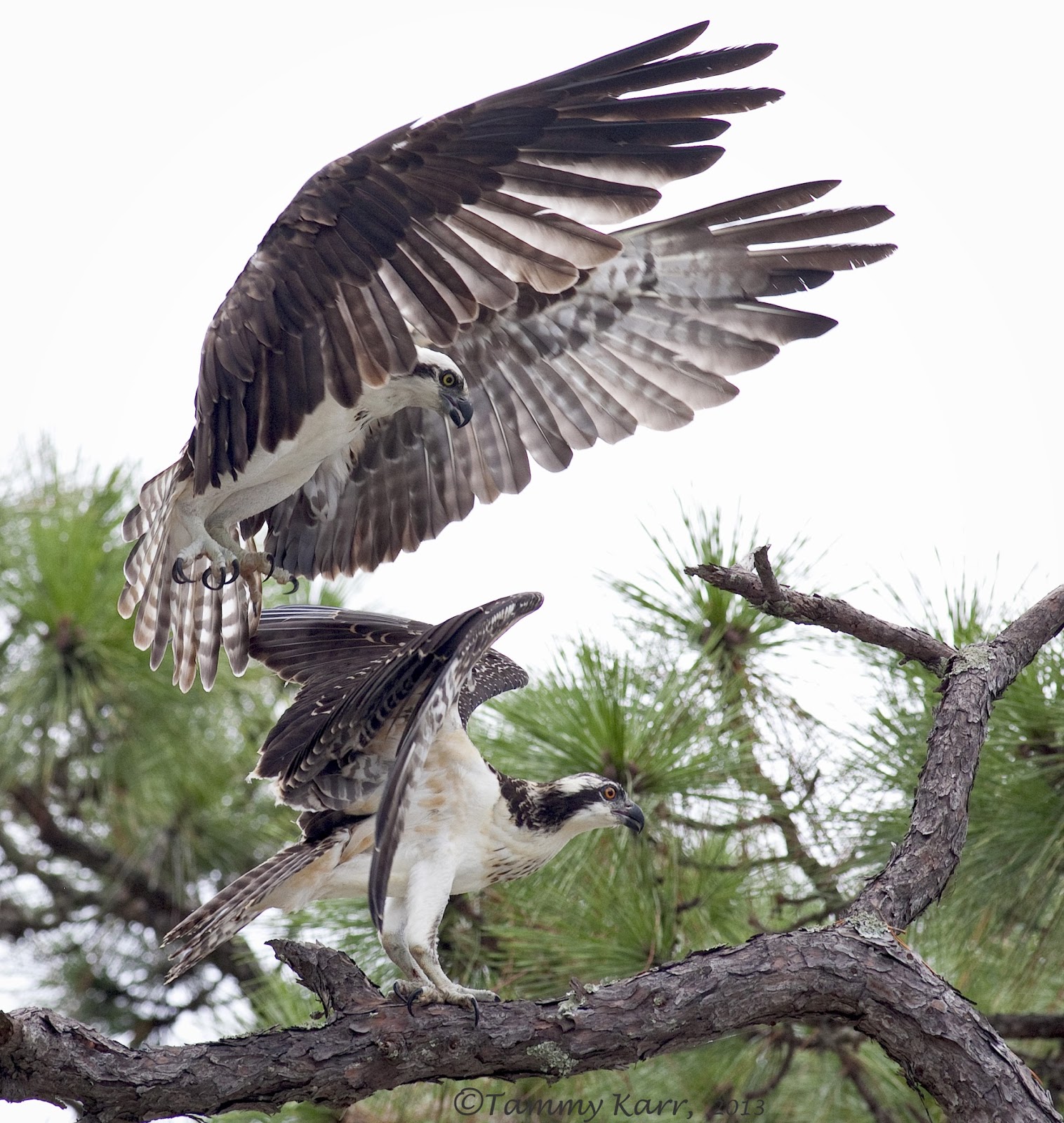 Birding Is Fun!: Duties and Dramas of Nesting Ospreys