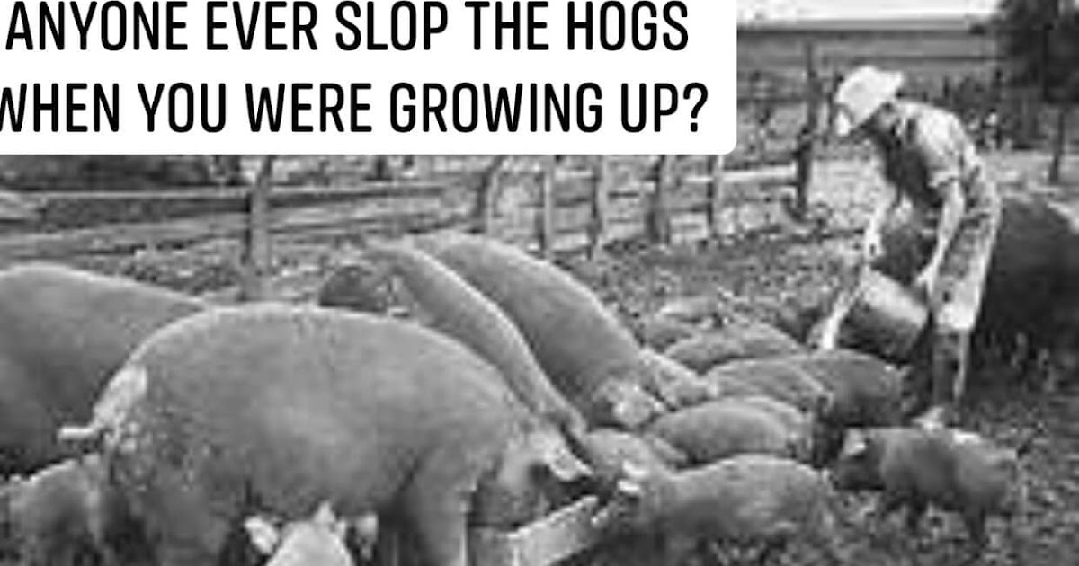 The Life and Times of...........: Slopping hogs