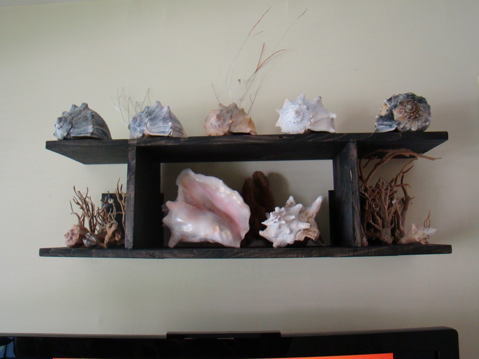 WHAT THE SHELL?: Shell display