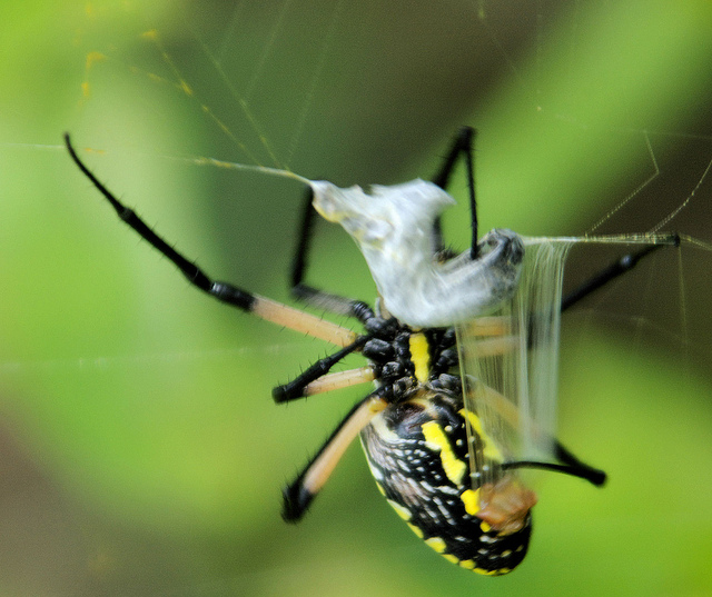 Yellow Garden Spider | The Life of Animals
