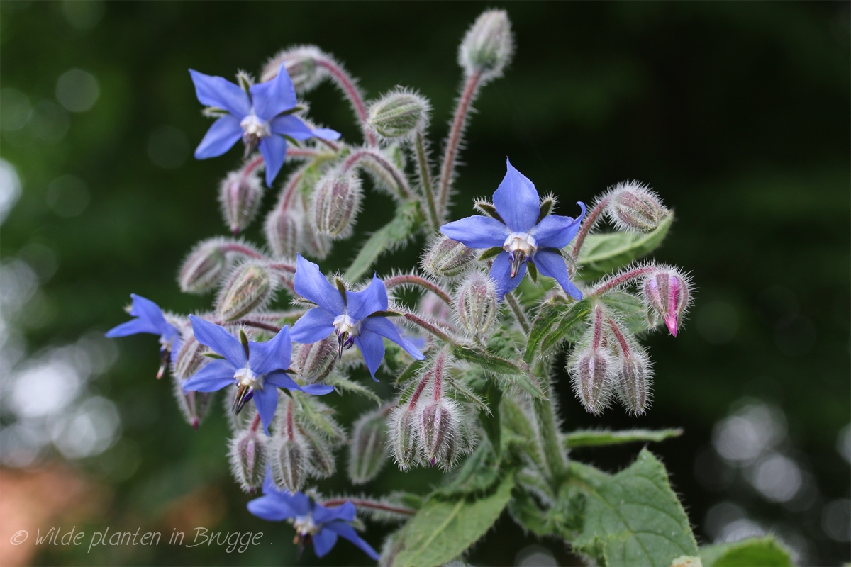Wilde planten in Brugge: Bernagie