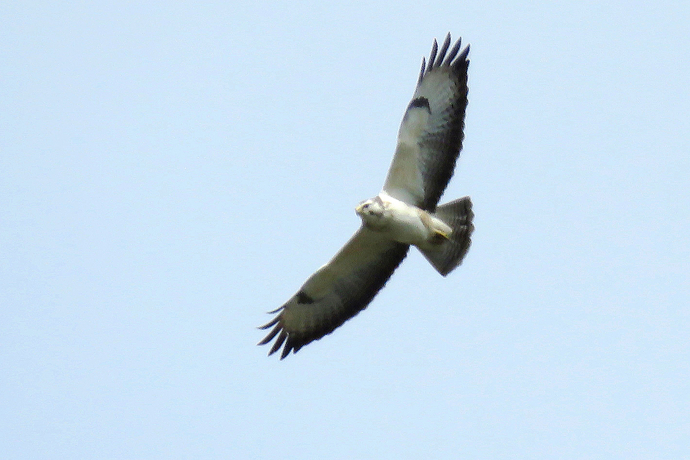 CAMBRIDGESHIRE BIRD CLUB GALLERY: Common Buzzard