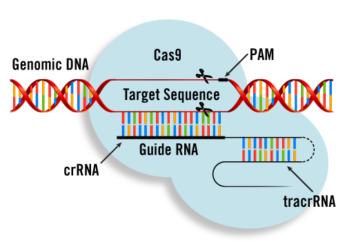 Monólogos del porquero: LA EDICIÓN GENÉTICA CON CRISPR-Cas9