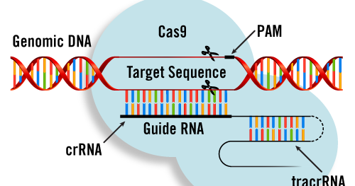 Monólogos del porquero: LA EDICIÓN GENÉTICA CON CRISPR-Cas9