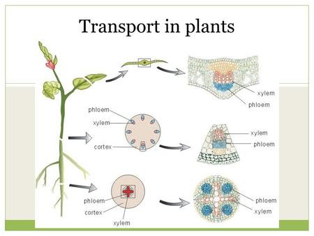 TRANSPORTATION IN PLANTS - CONCEPT, MEANS, XYLEM - CURIOUS FACTS