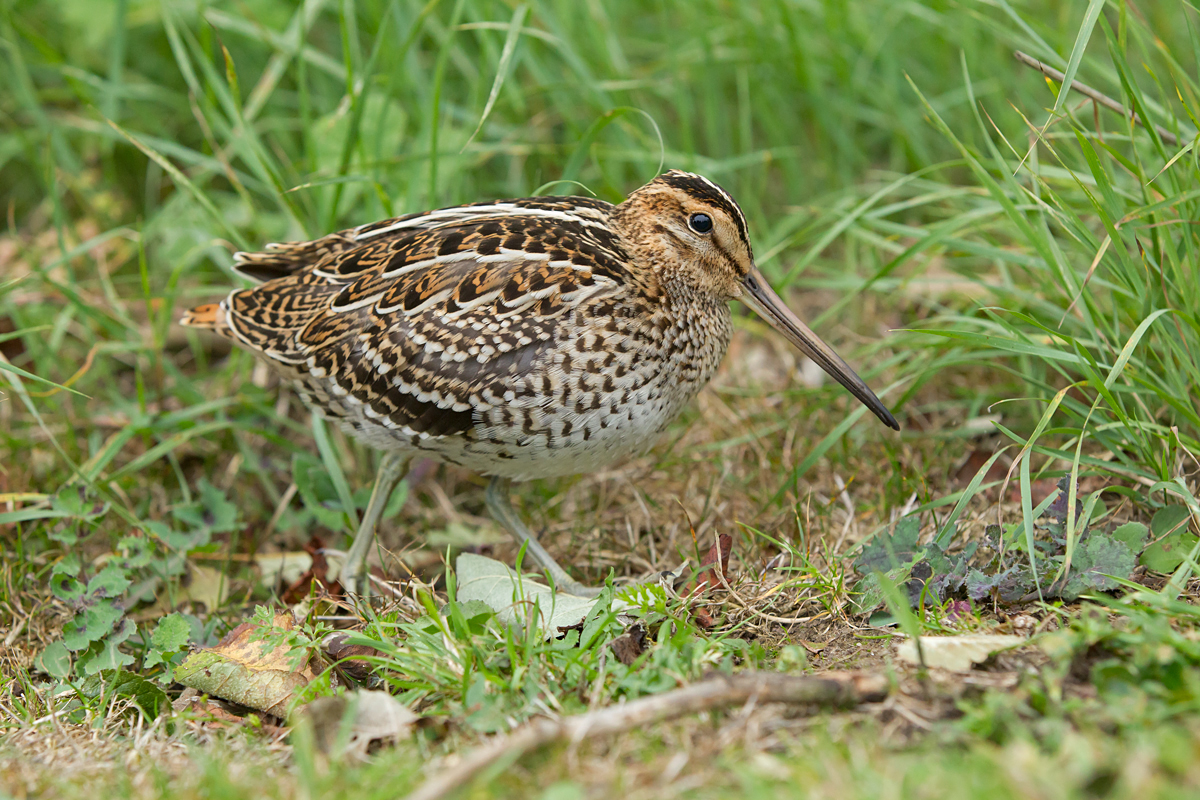 Great snipe - Alchetron, The Free Social Encyclopedia
