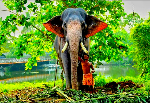 Top 15 Upcoming elephants in Kerala