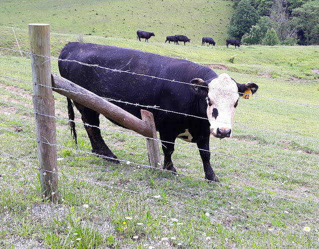 Life is Good : ): The Scratching Post