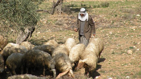 På vejen med Frans af Assisi: Salme 23