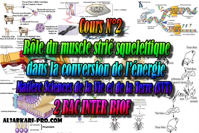 Cours N°2 Rôle du muscle strié squelettique dans la conversion de l’énergie 2 bac biof PDF